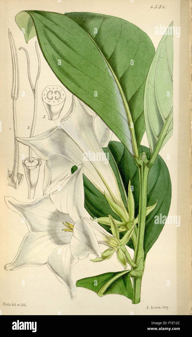 Curtis's botanical magazine (Tab. 4534 Stock Photo - Alamy