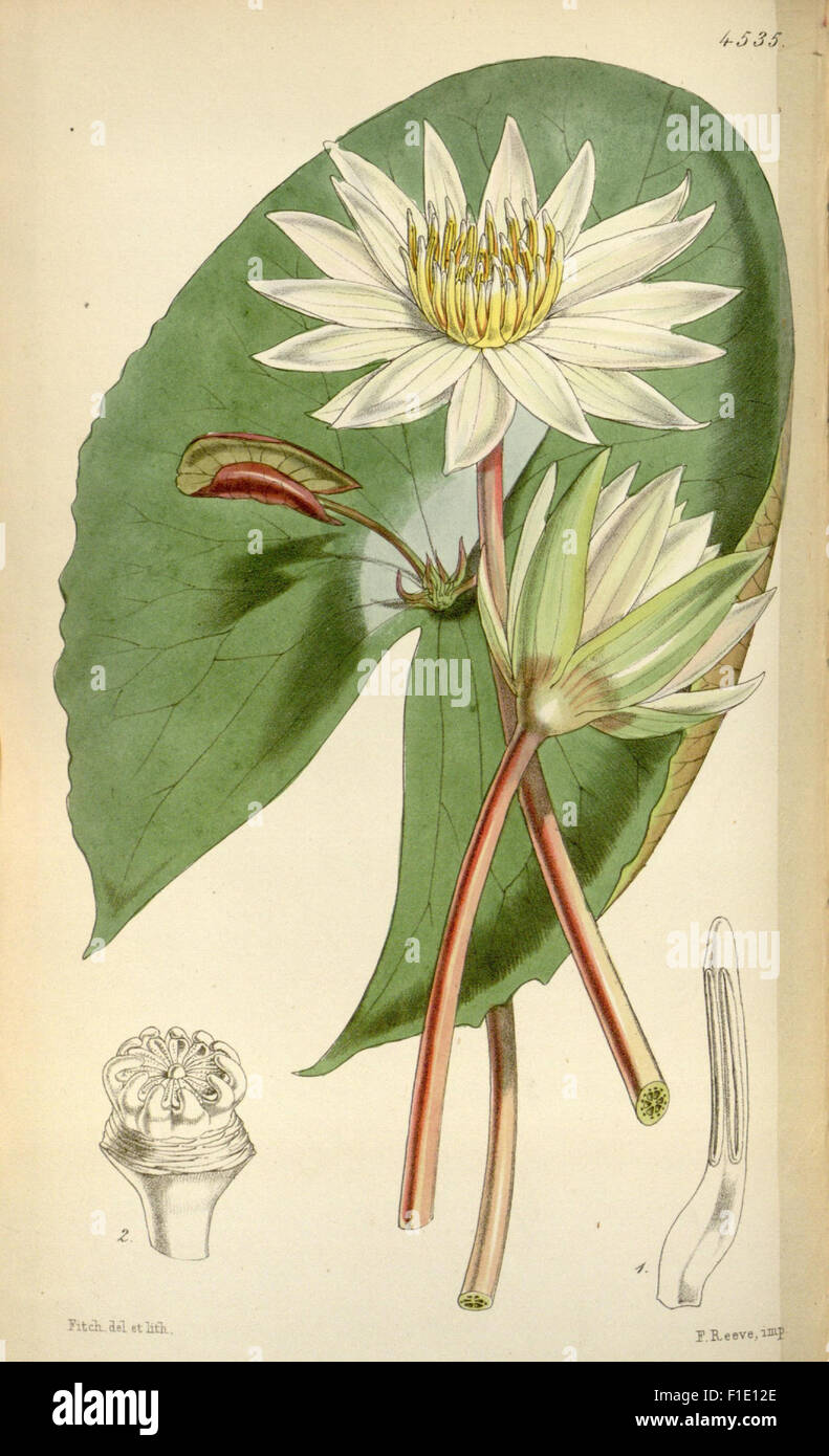 *Curtis's Botanical Magazine* (Tab. 4535) continues to provide in-depth ...