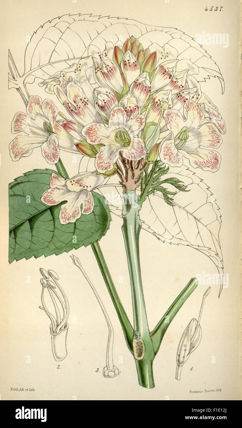 *Curtis's Botanical Magazine* (Tab. 4537) continues its series of ...