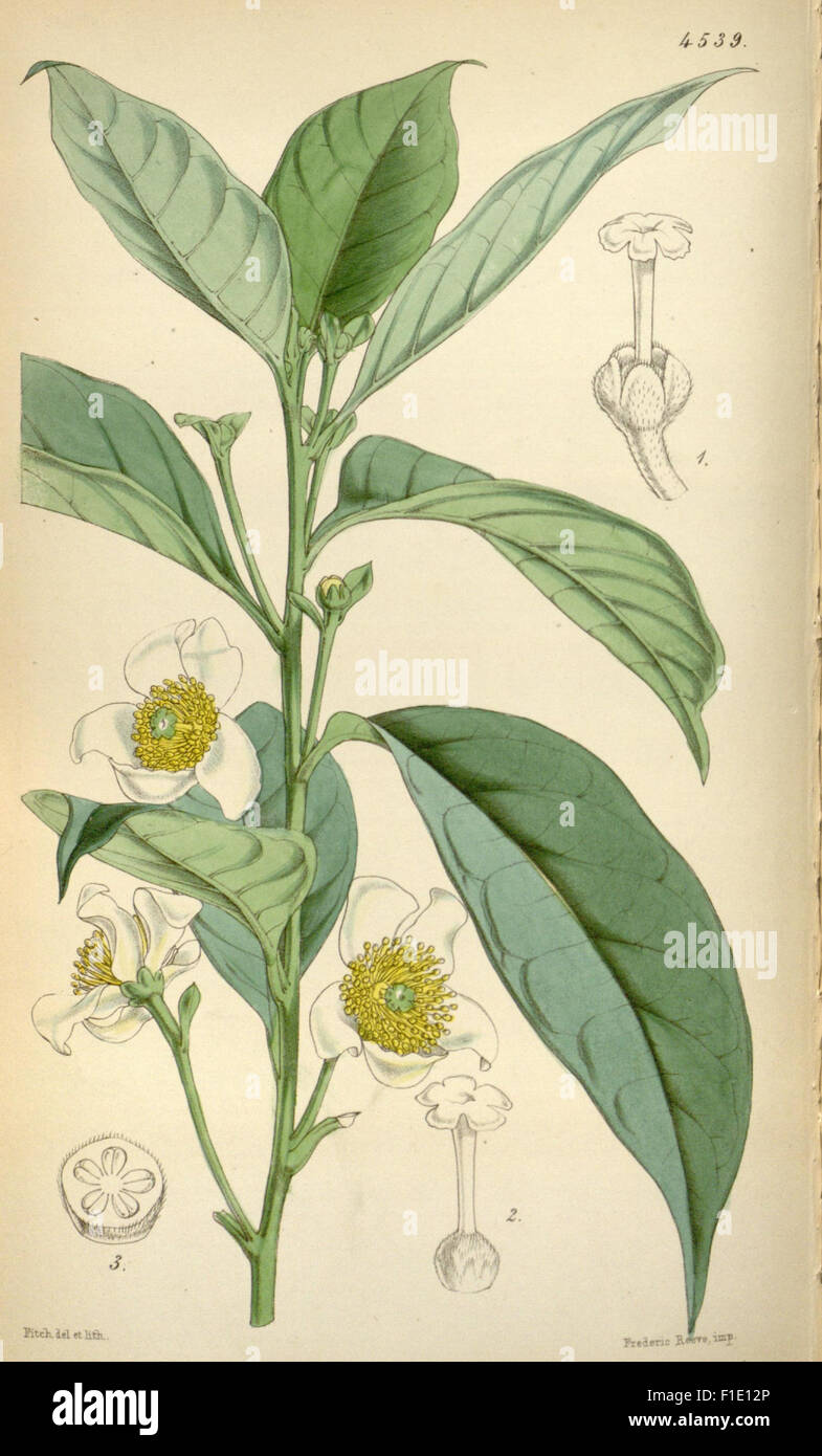 'Curtis's Botanical Magazine' (Tab. 4539) is a renowned botanical ...