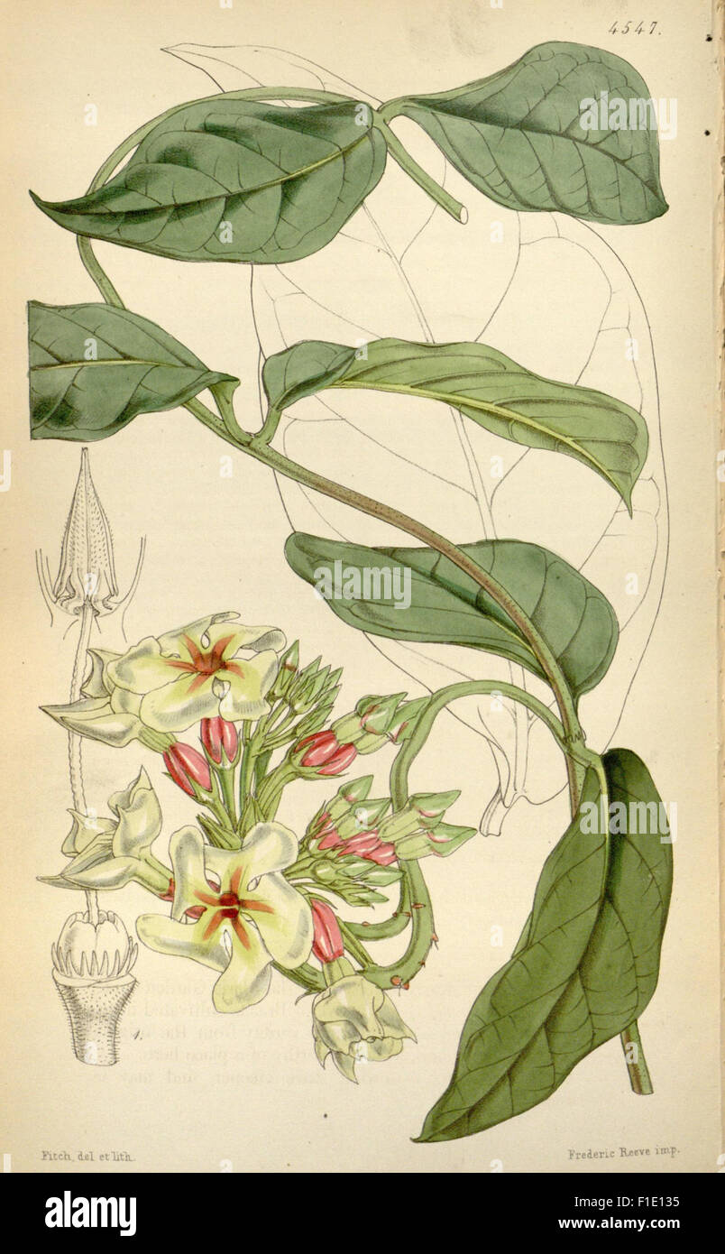 This illustration from Curtis's Botanical Magazine (Tab. 4547 ...