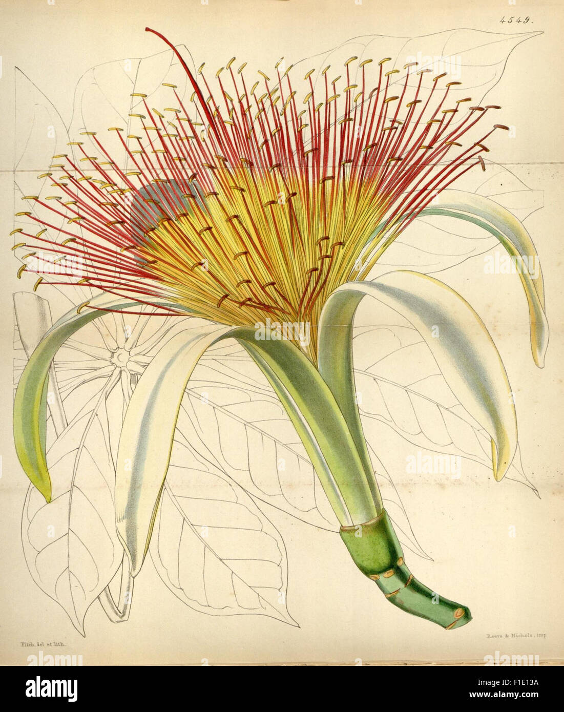This 19th-century illustration from *Curtis's Botanical Magazine* (Tab ...