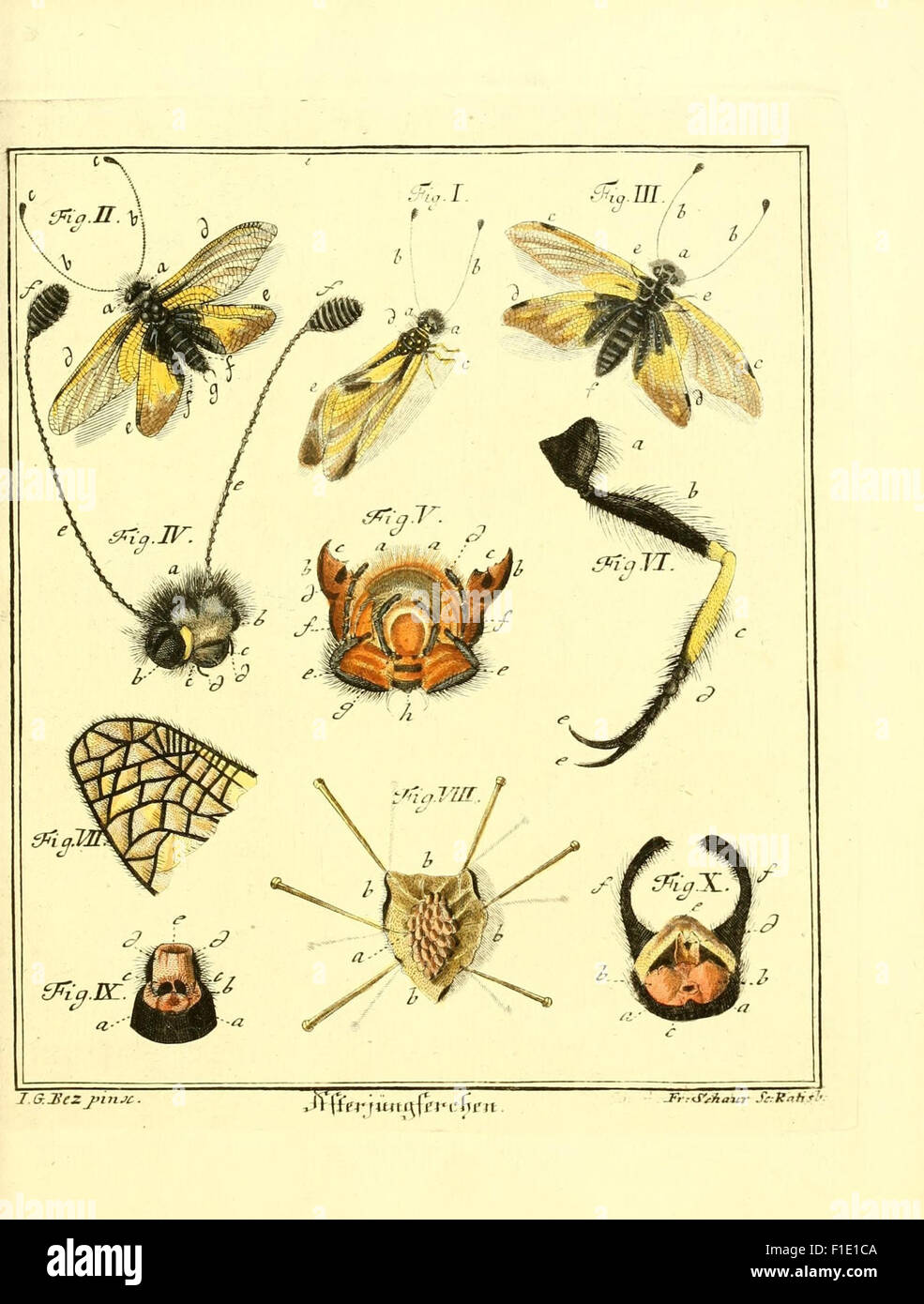 This 18th-century work by Jacob Christian Schäffer focuses on the study ...