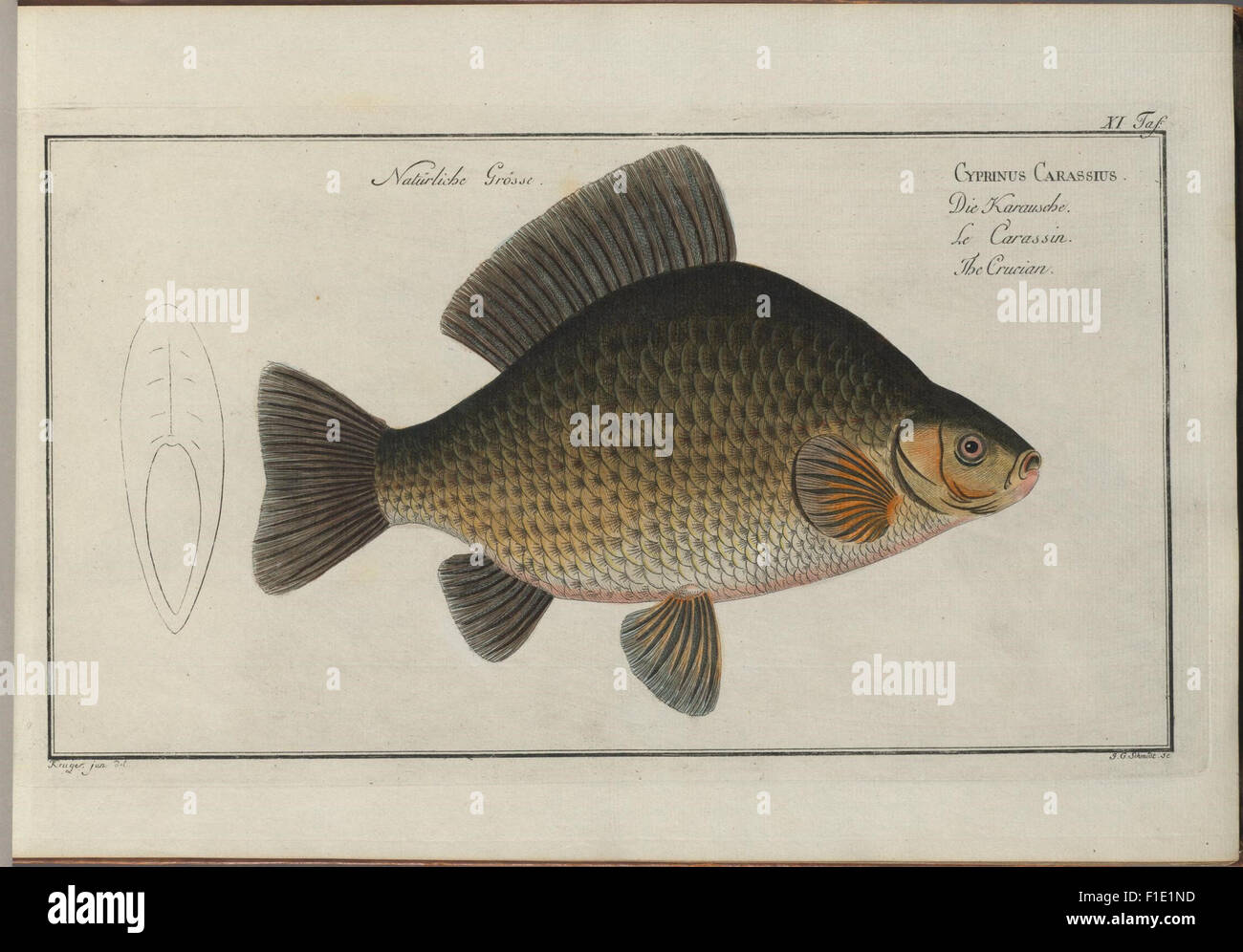 Bloch's influential work, 'Economic Natural History of the Fishes of ...