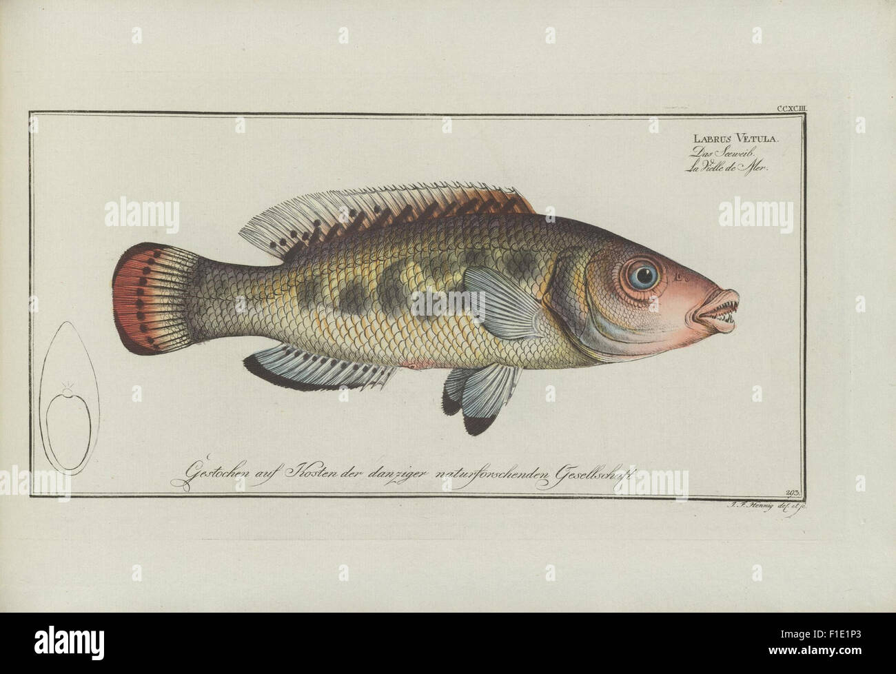 A historical work from 1782-1784 by D. Marcus Elieser Bloch ...