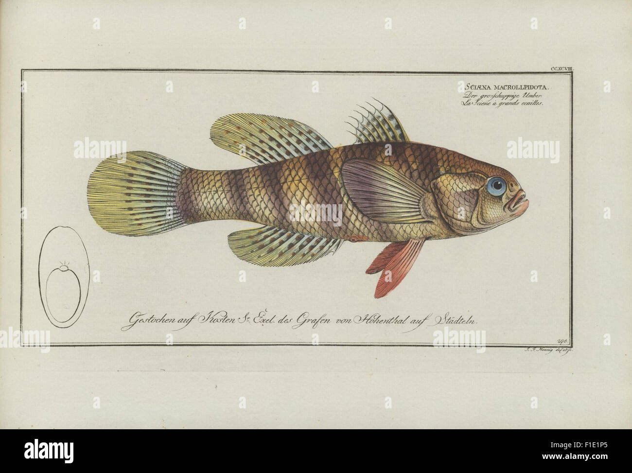 'Oeconomische Naturgeschichte der Fische Deutschlands' by D. Marcus ...