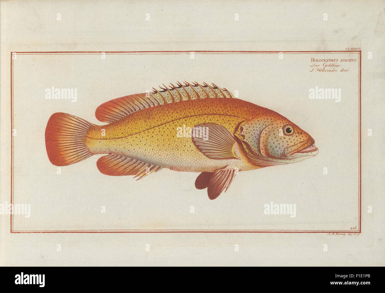 Oeconomische Naturgeschichte der Fische Deutschlands (1782-1784) by D ...