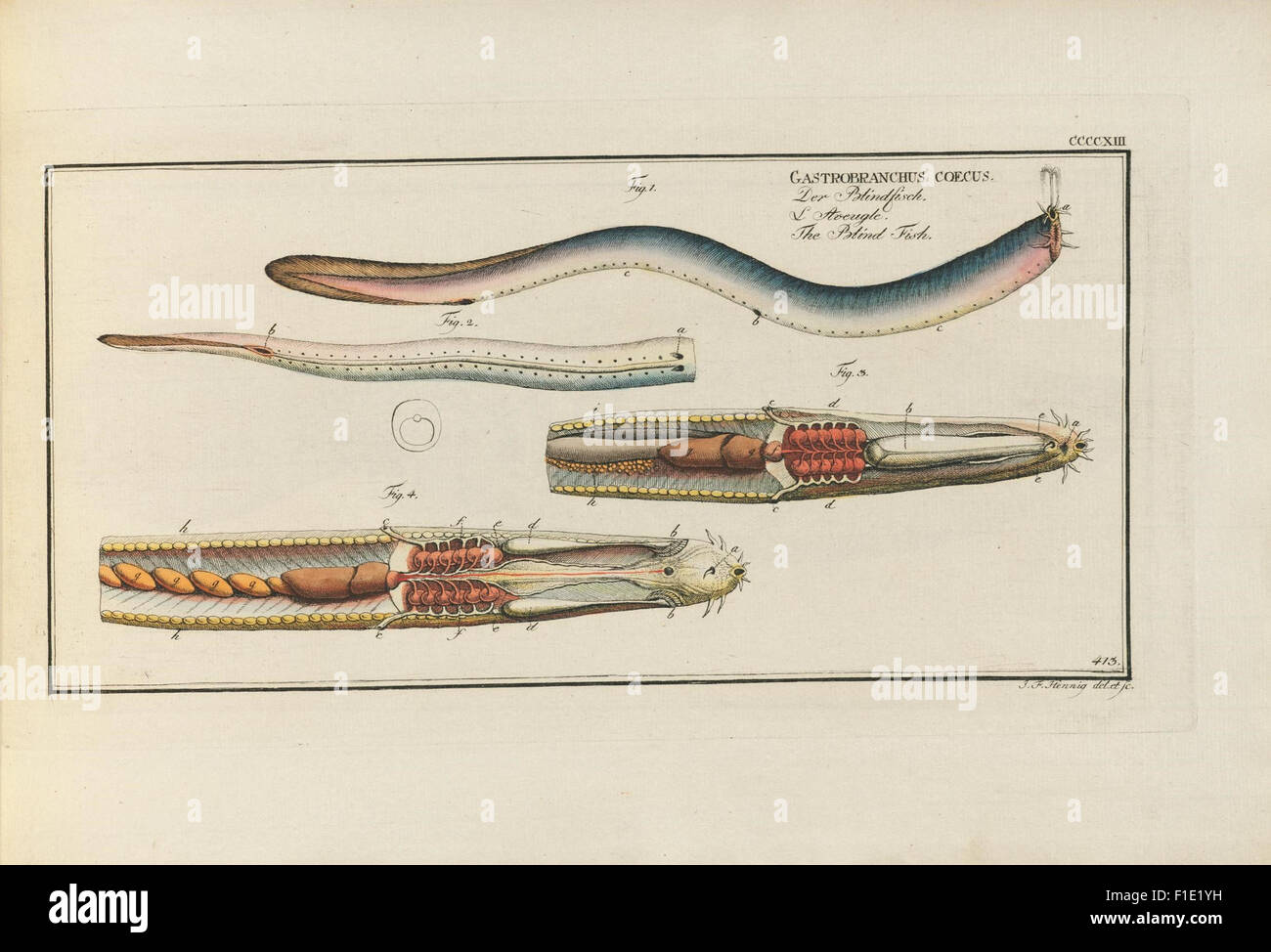 'Oeconomische Naturgeschichte der Fische Deutschlands' (1782-1784) by D ...