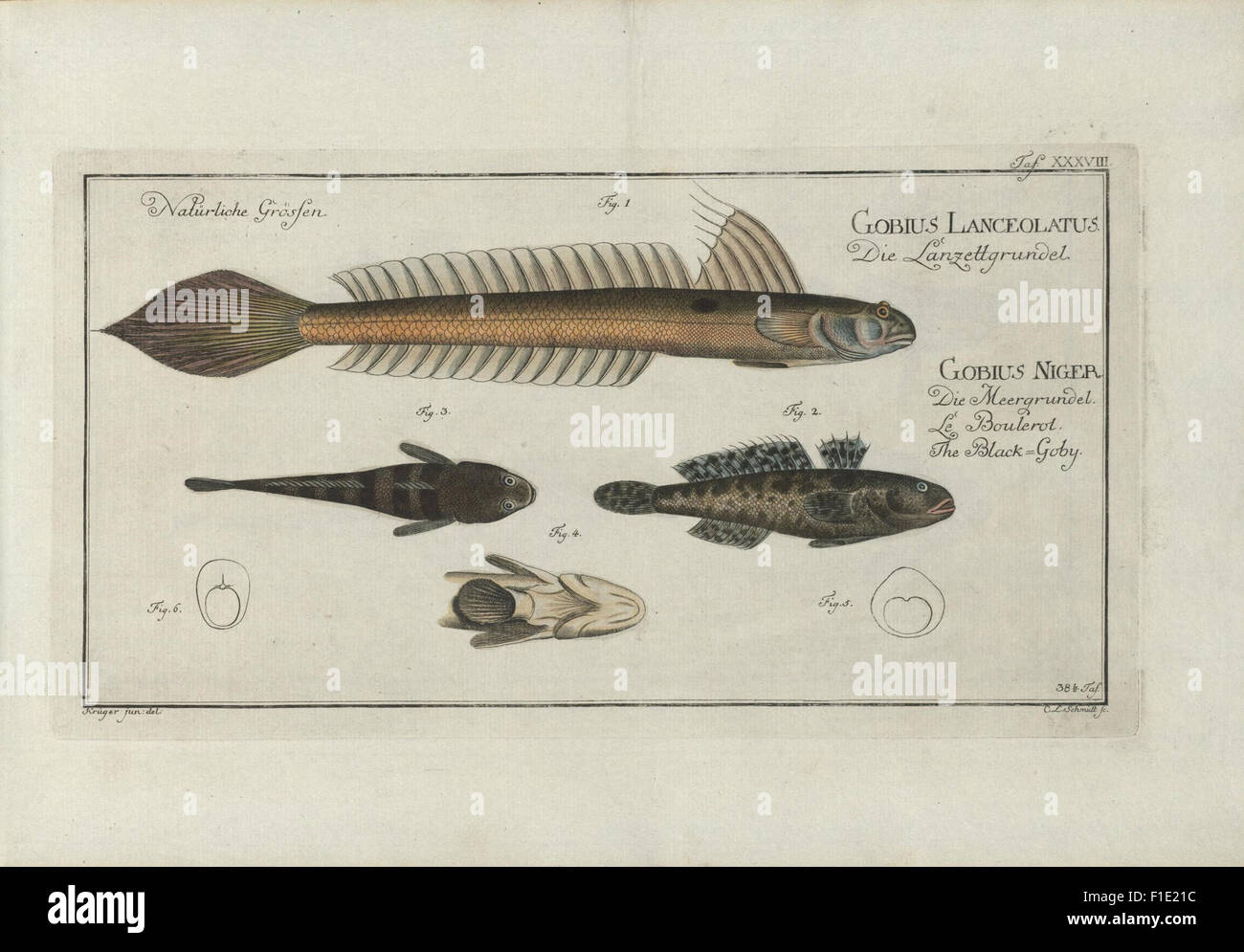 *Oeconomische Naturgeschichte der Fische Deutschlands* (1782-1784) by D ...