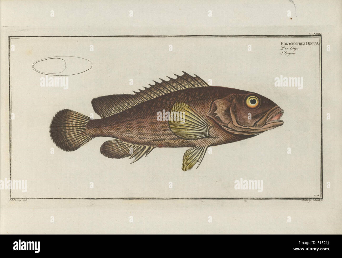 *Oeconomische Naturgeschichte der Fische Deutschlands* (Economic ...