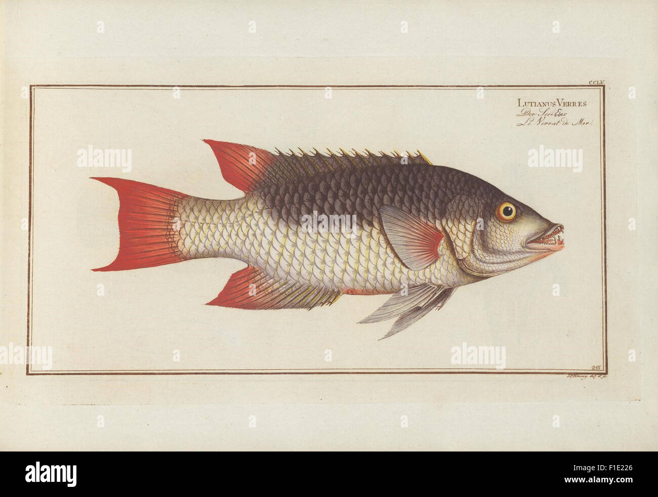 *Oeconomische Naturgeschichte der Fische Deutschlands* (Economic ...