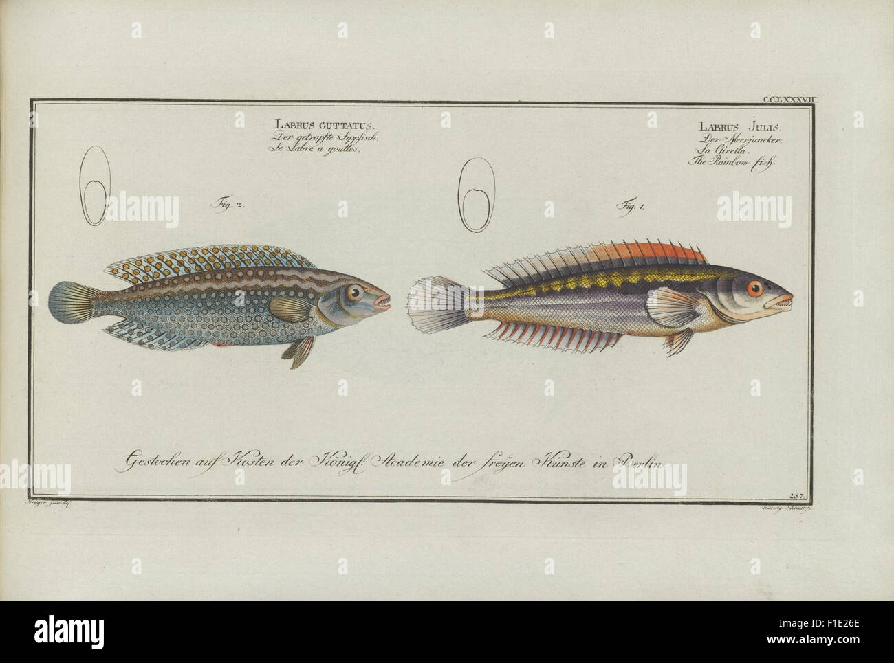 Oeconomische Naturgeschichte der Fische Deutschlands (1782-1784) by D ...
