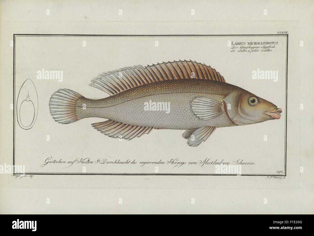 'Oeconomische Naturgeschichte der Fische Deutschlands' (Economic ...