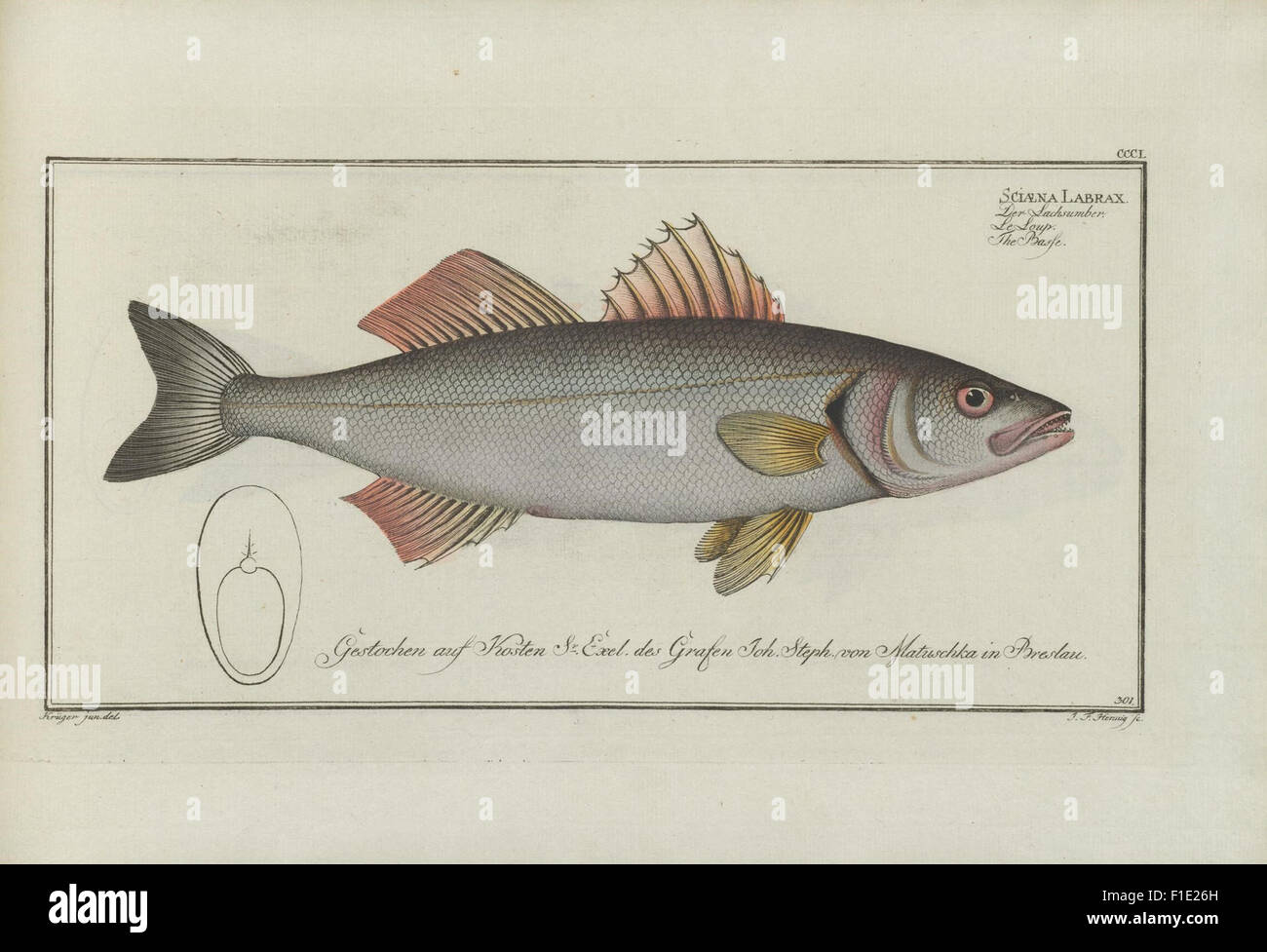 'Oeconomische Naturgeschichte der Fische Deutschlands' (1782-1784) by D ...