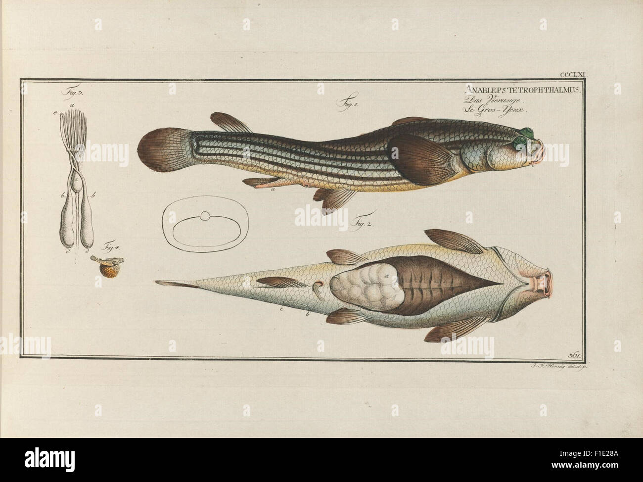 *Oeconomische Naturgeschichte der Fische Deutschlands* by D. Marcus ...