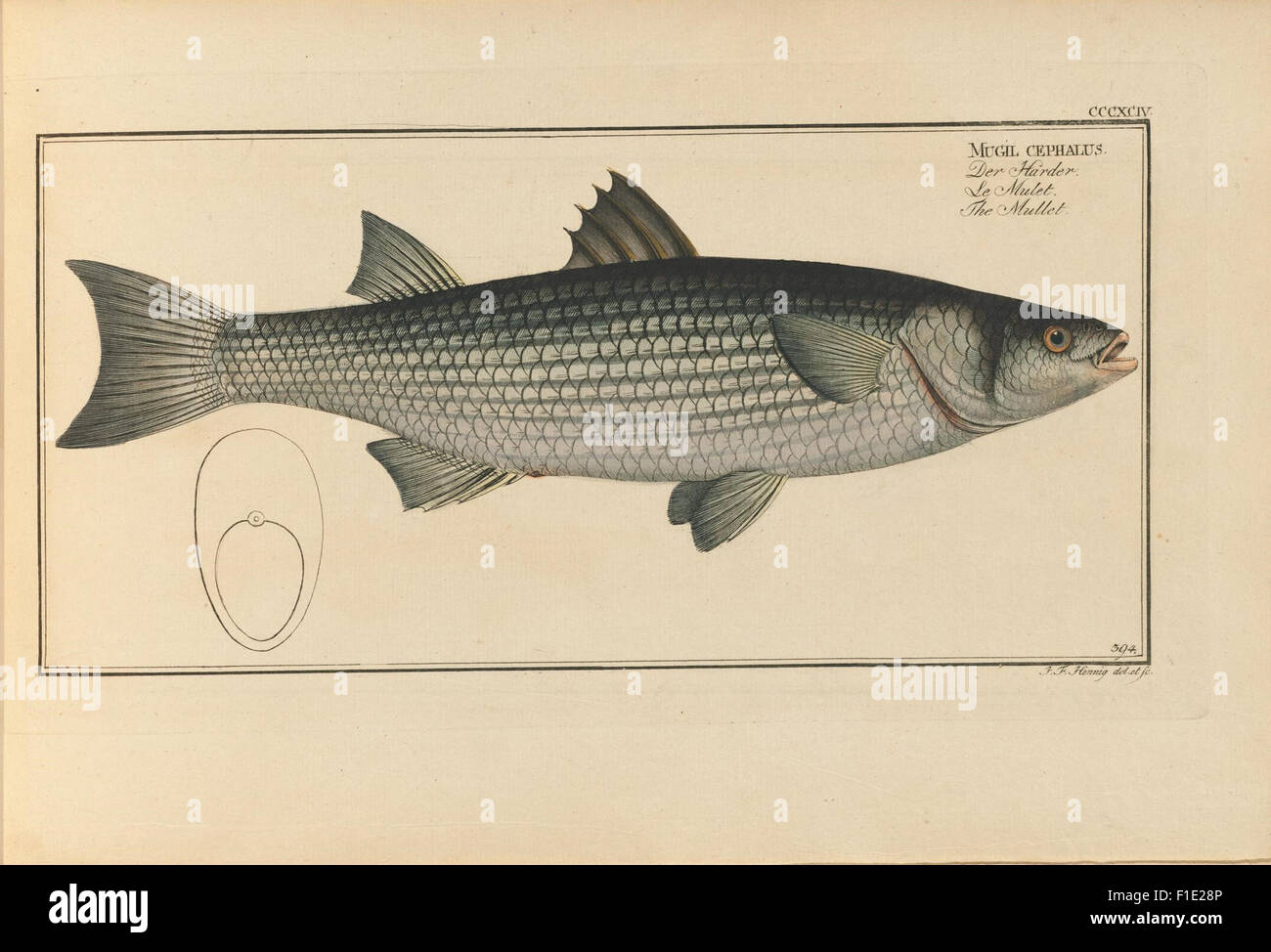 *Oeconomische Naturgeschichte der Fische Deutschlands* (1782-1784) by D ...