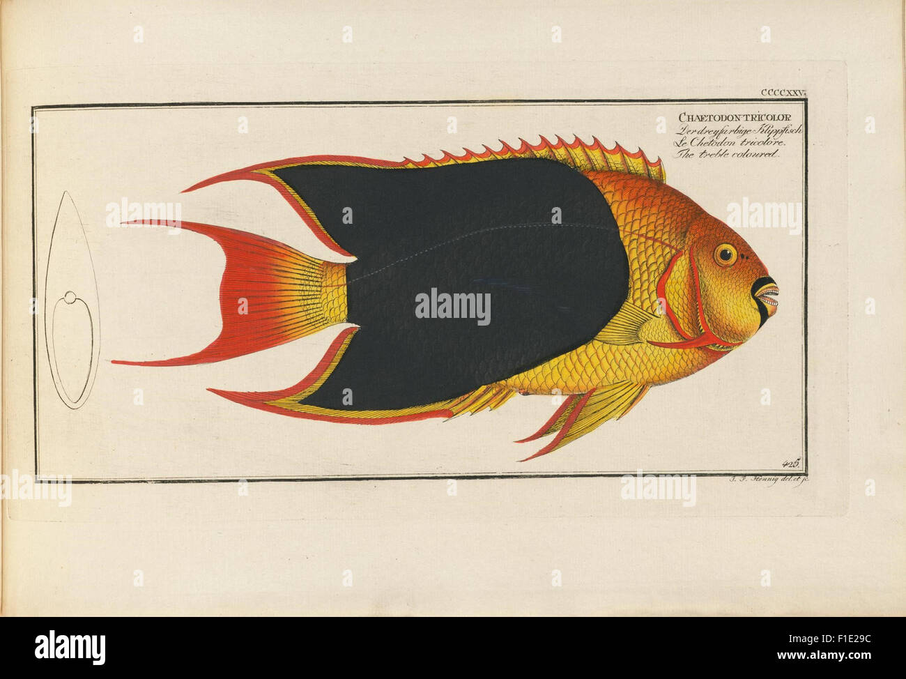 'Oeconomische Naturgeschichte der Fische Deutschlands' (1782-1784) by D ...