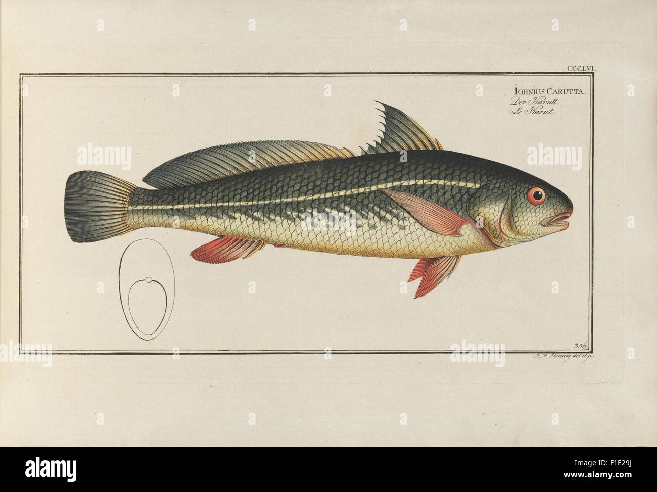 D. Marcus Elieser Bloch's *Oeconomische Naturgeschichte der Fische ...