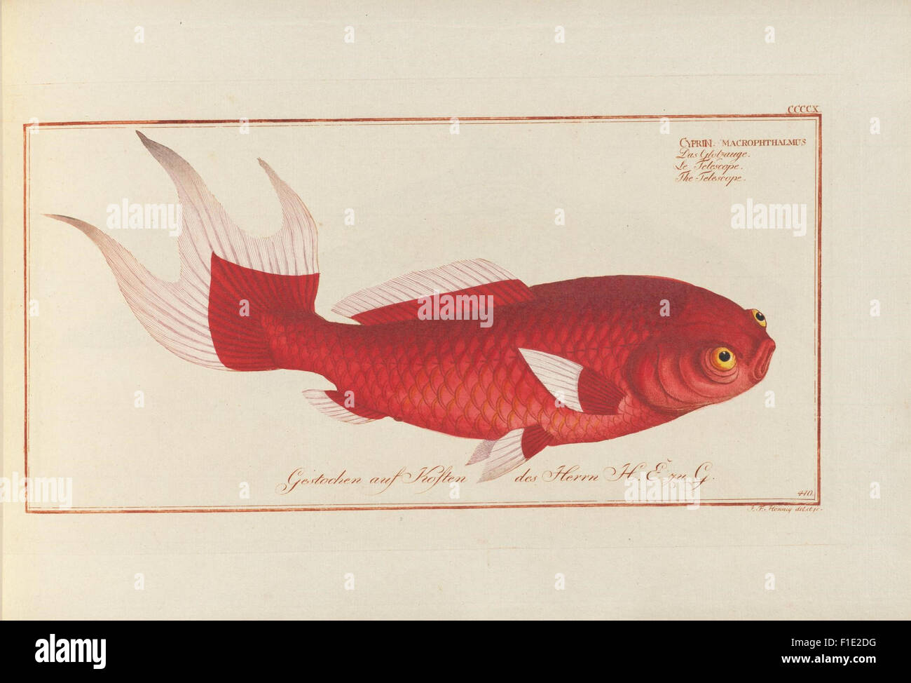 'Oeconomische Naturgeschichte der Fische Deutschlands' (Economic ...