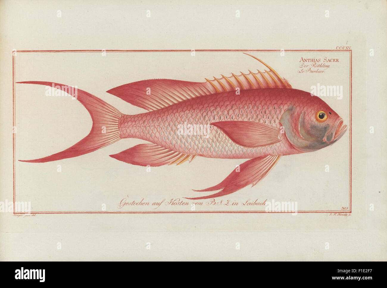 'Oeconomische Naturgeschichte der Fische Deutschlands' by D. Marcus ...