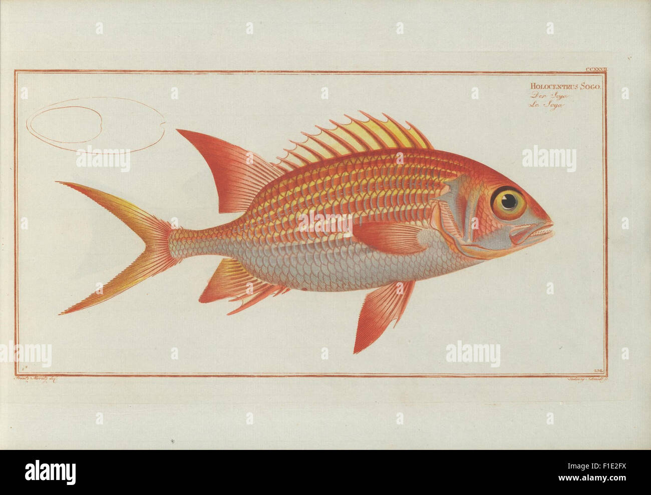 'Oeconomische Naturgeschichte der Fische Deutschlands' (1782-1784) by D ...