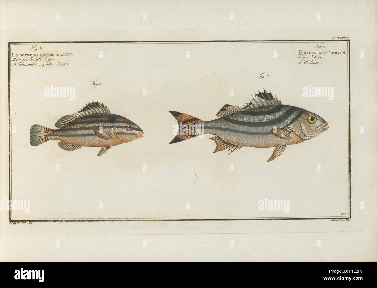 'Oeconomische Naturgeschichte der Fische Deutschlands' (Economic ...
