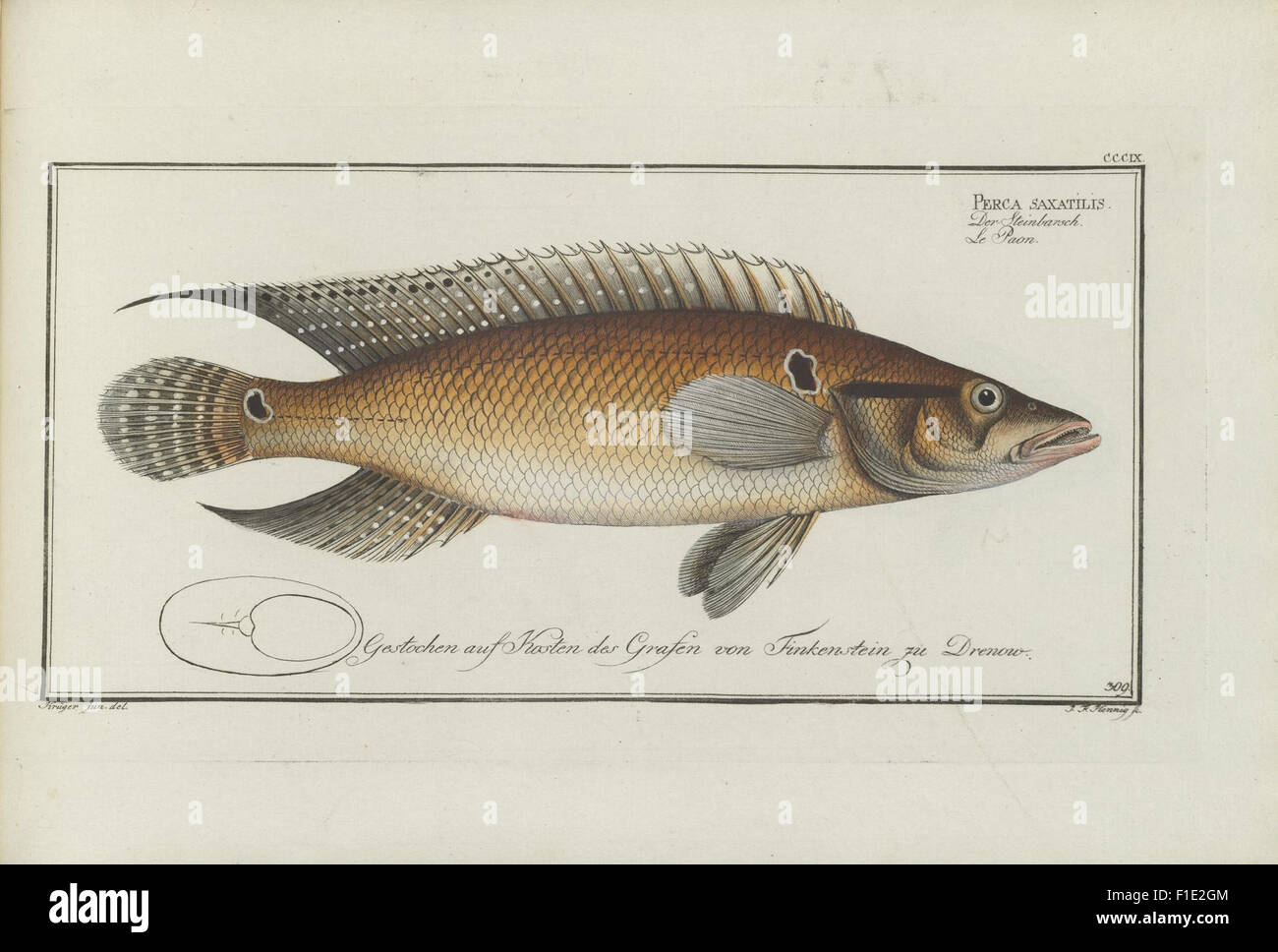 'Oeconomische Naturgeschichte der Fische Deutschlands' (1782-1784) by D ...
