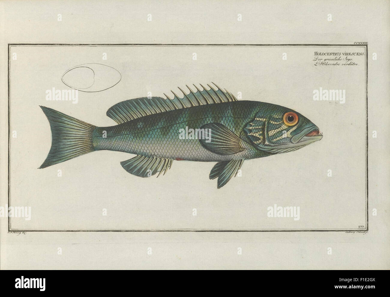 This edition of 'Oeconomische Naturgeschichte der Fische Deutschlands ...