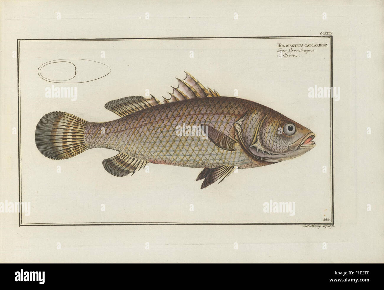 'Oeconomische Naturgeschichte der Fische Deutschlands' (Economic ...