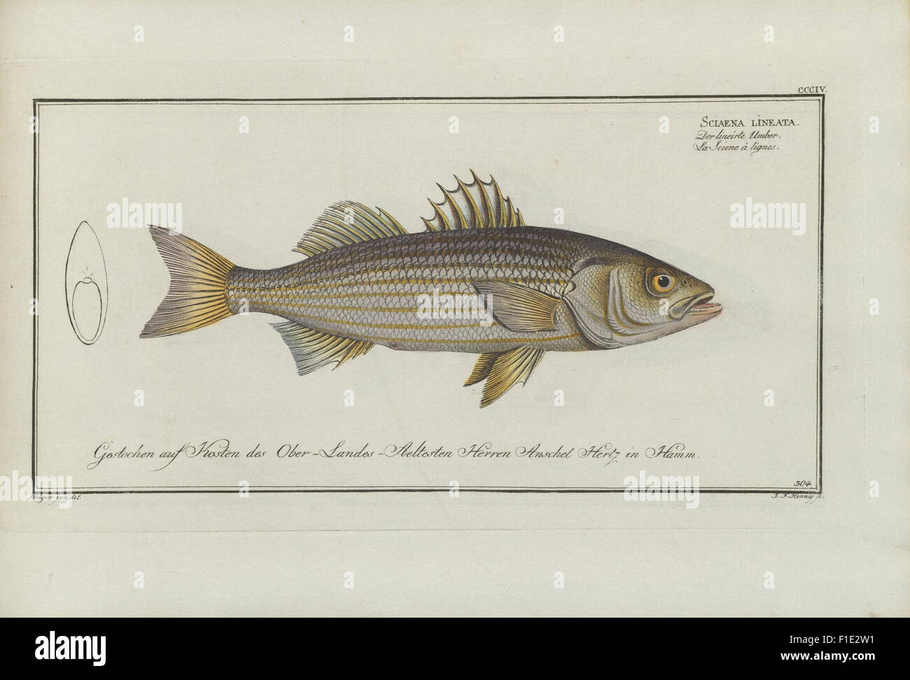 'Oeconomische Naturgeschichte der Fische Deutschlands' (1782-1784) by D ...