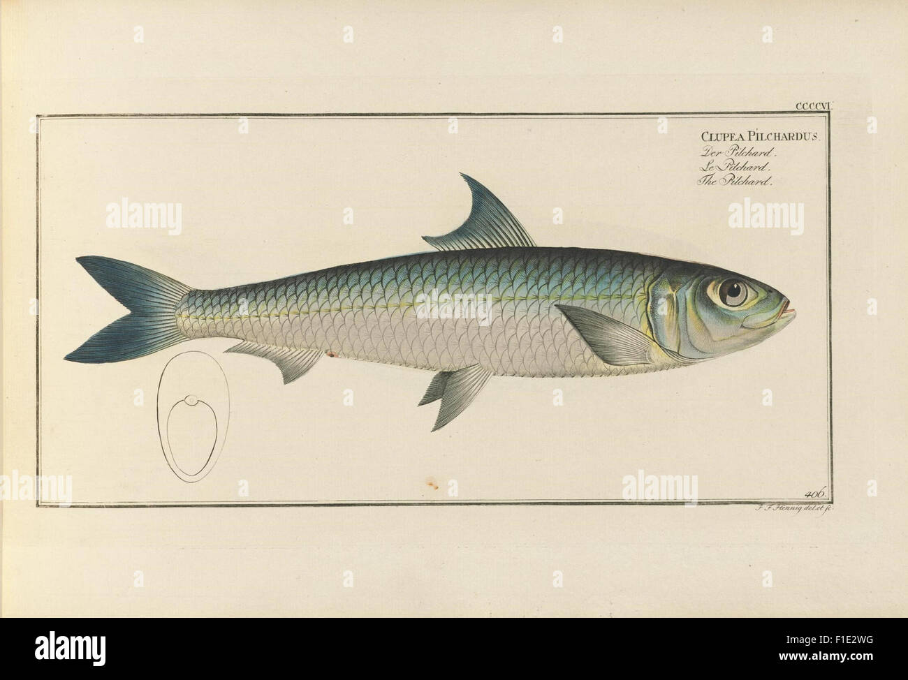 'Oeconomische Naturgeschichte der Fische Deutschlands' (1782-1784) by D ...