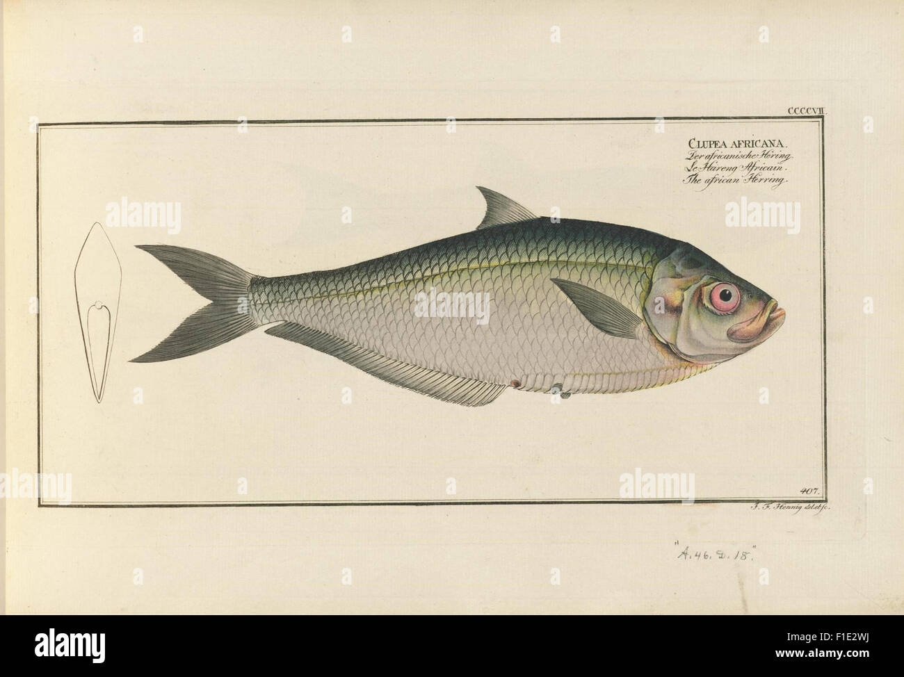 *Oeconomische Naturgeschichte der Fische Deutschlands* (Economic ...