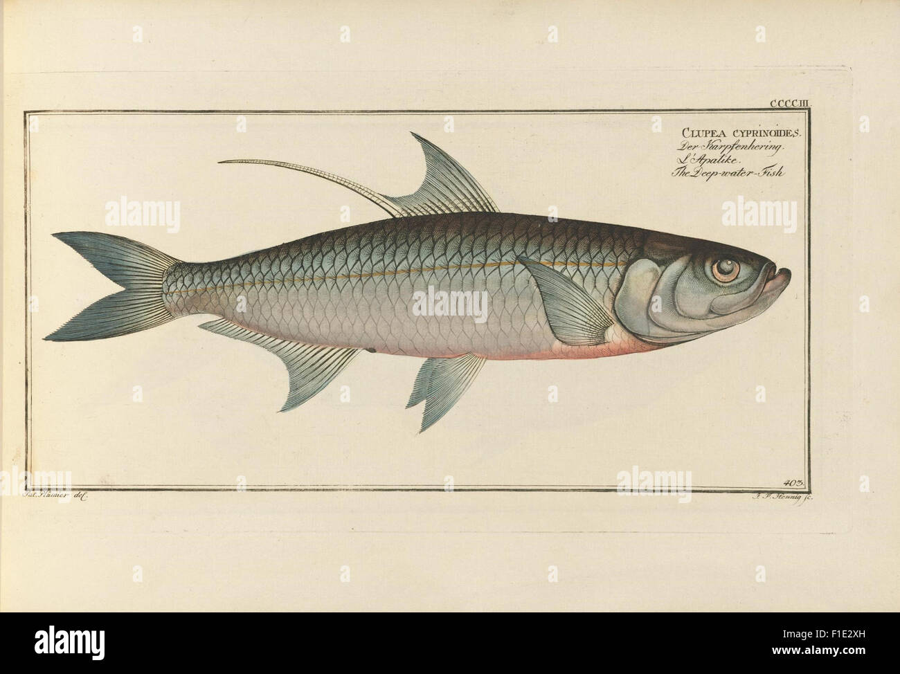 *Oeconomische Naturgeschichte der Fische Deutschlands* (Economic ...