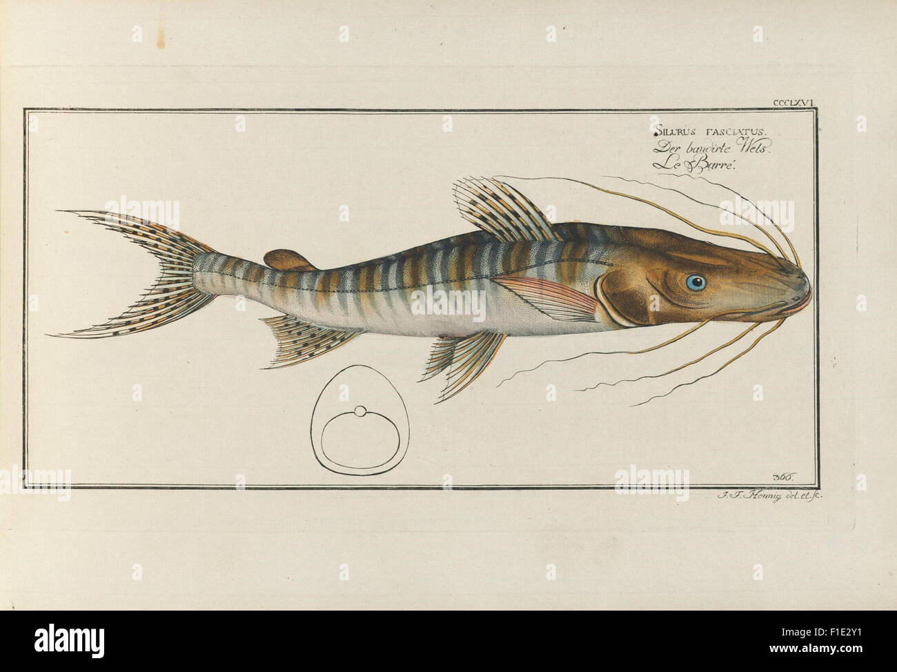 'Oeconomische Naturgeschichte der Fische Deutschlands' (1782-1784) is a ...