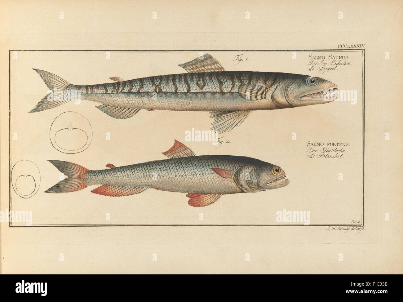*Oeconomische Naturgeschichte der Fische Deutschlands* (1782-1784) by D ...
