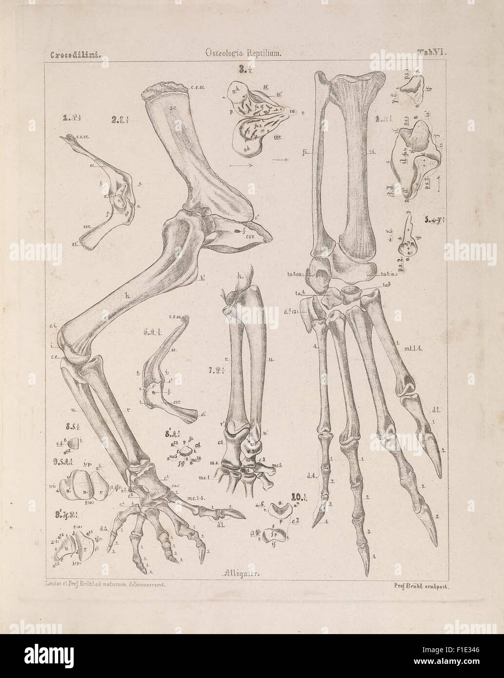 This anatomical work examines the skeletons of crocodiles, providing ...