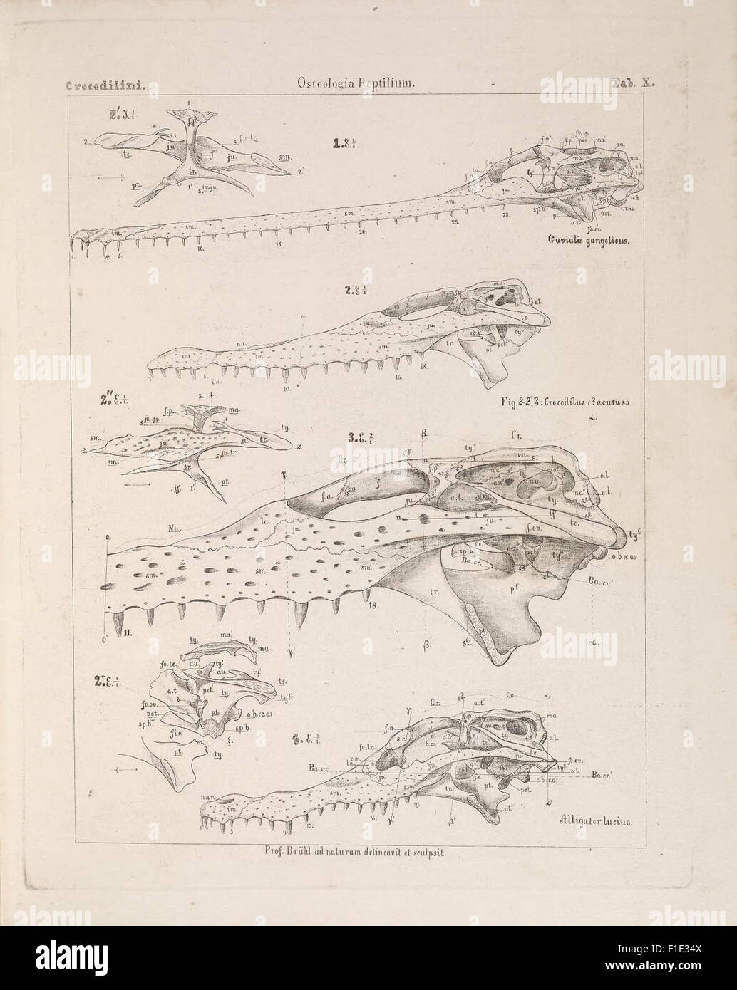 This historical illustration depicts the skeleton of crocodiles ...