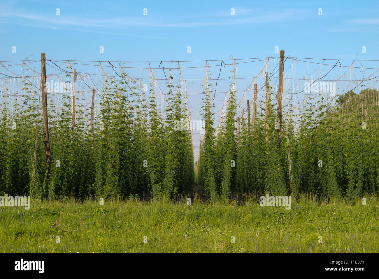 Hop yard hi-res stock photography and images - Alamy