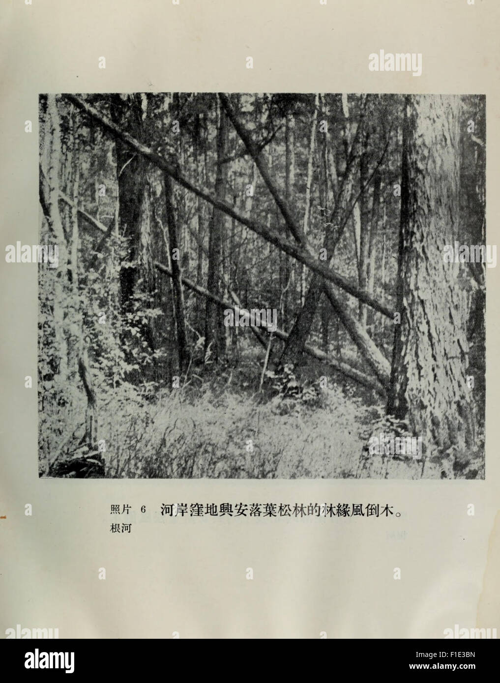 Da xing an ling sen lin zi yuan diao cha bao gao (1954-1955 Stock Photo ...