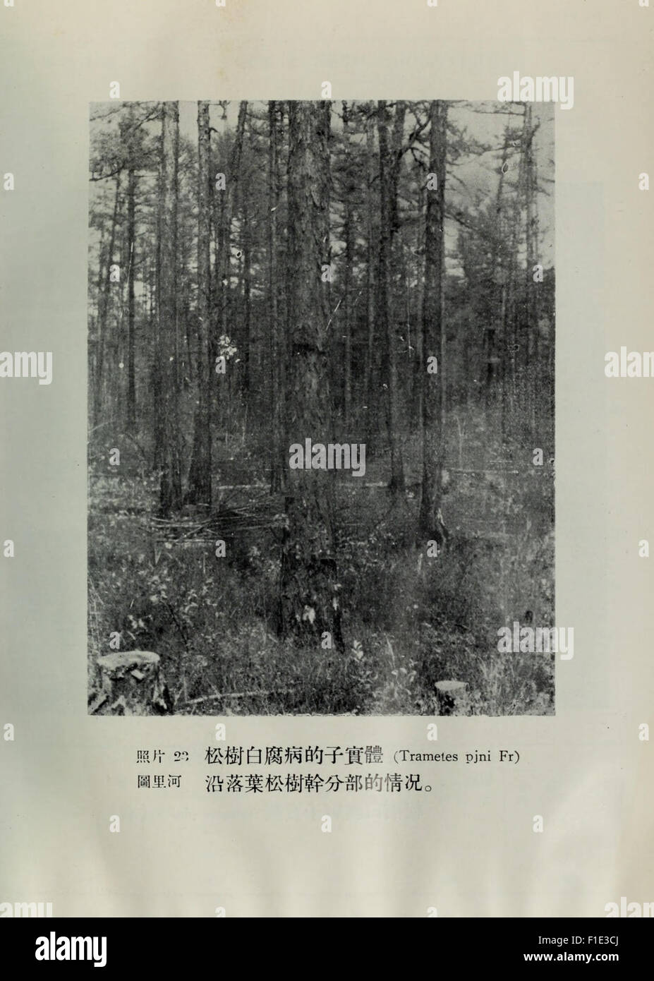 An illustration from the *Da Xing An Ling Sen Lin Zi Yuan Diao Cha Bao ...