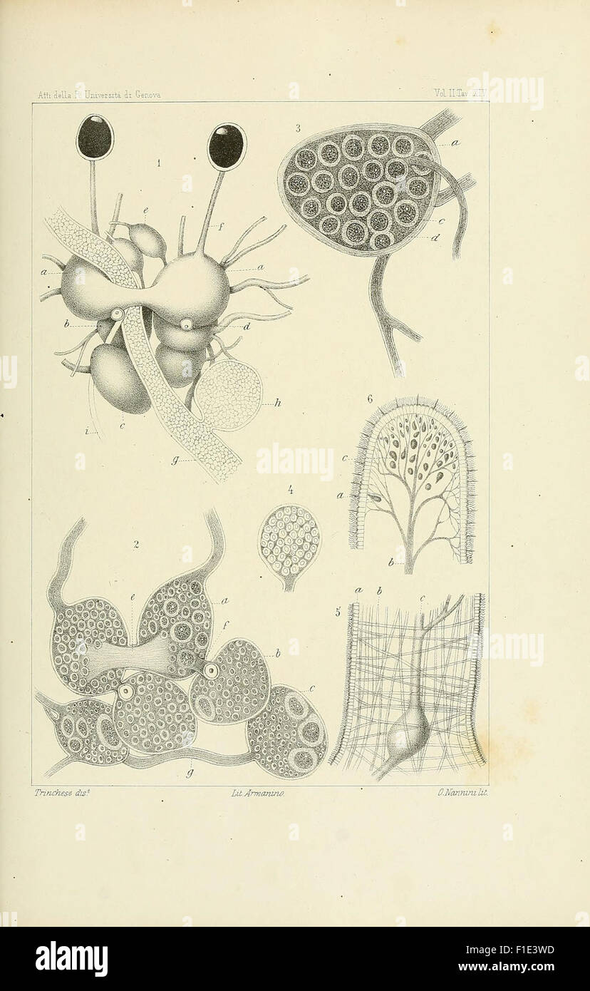 A historical work on the Olividae family of mollusks found in the Port ...