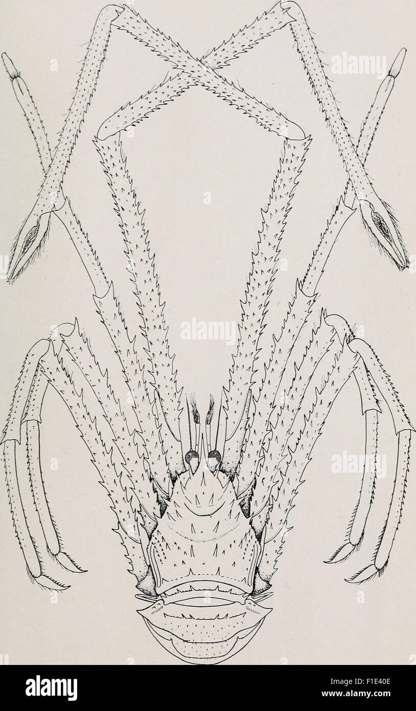 *Decapoda Reptantia of the Coasts of Ireland* (1914) is a study of the ...