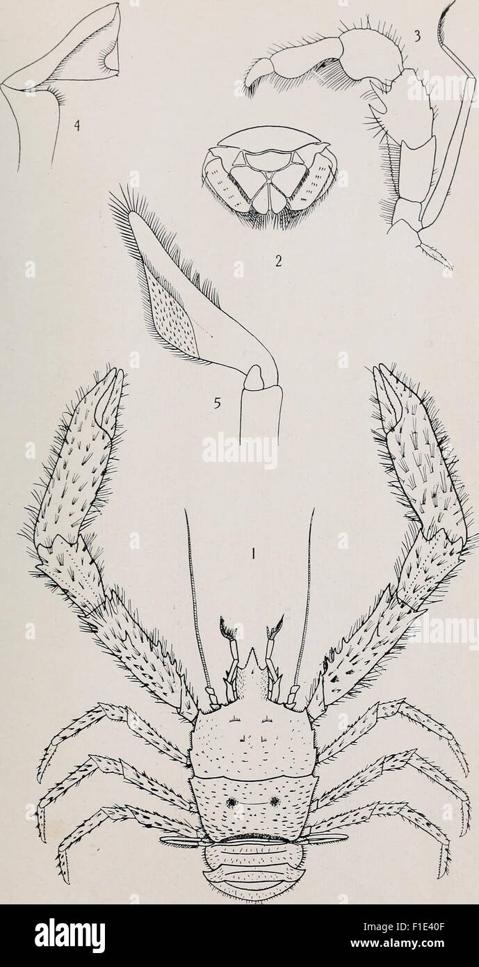 This study focuses on the decapod crustaceans found along the coasts of ...