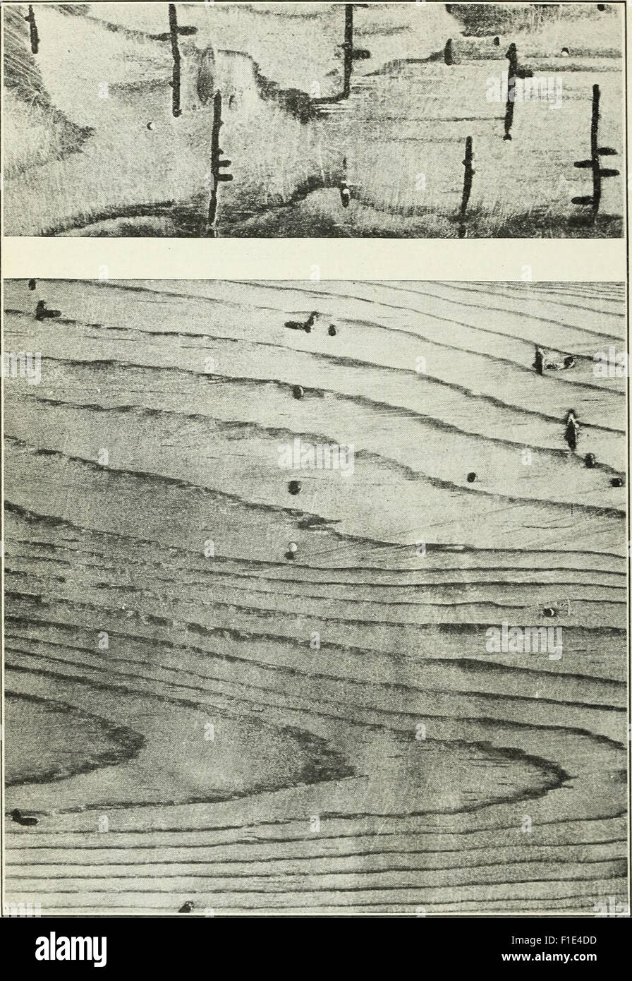 Defects in timber caused by insects (1490 Stock Photo - Alamy