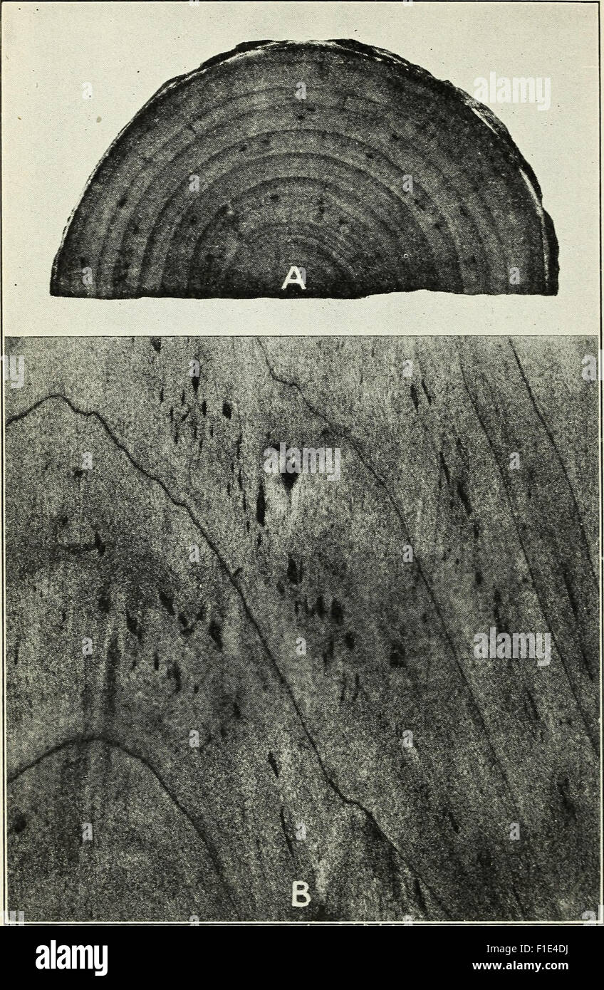 This 1490 work focuses on the defects in timber caused by insect ...