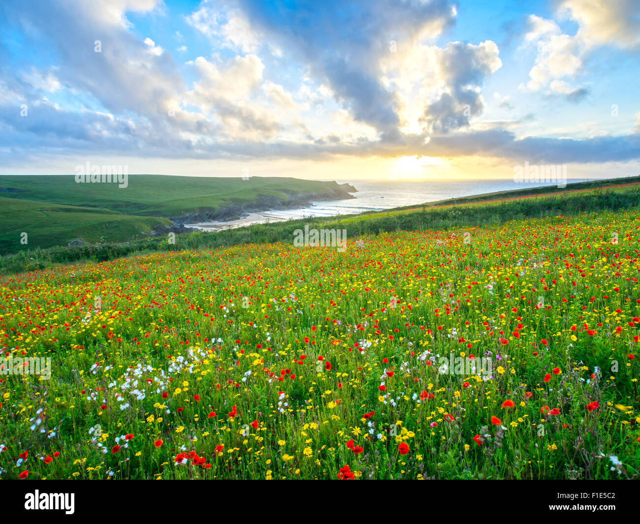 Sunset over a Field of Poppies and wild flowers above Porth Joke beach ...
