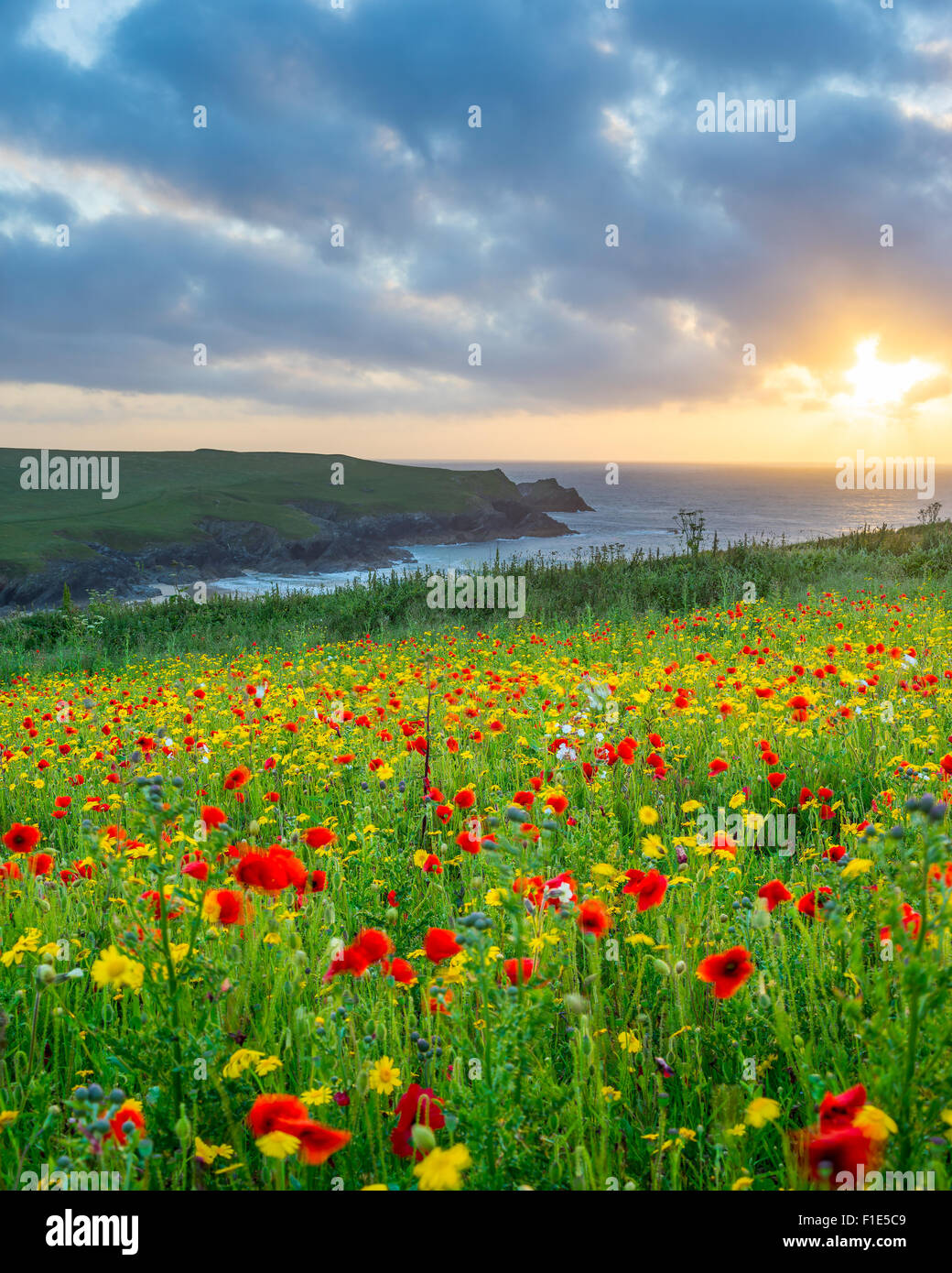 Sunset over a Field of Poppies and wild flowers above Porth Joke beach ...