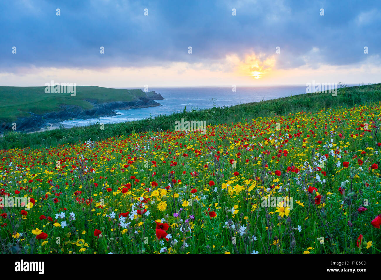 Wildflowers west pentire cornwall hi-res stock photography and images ...