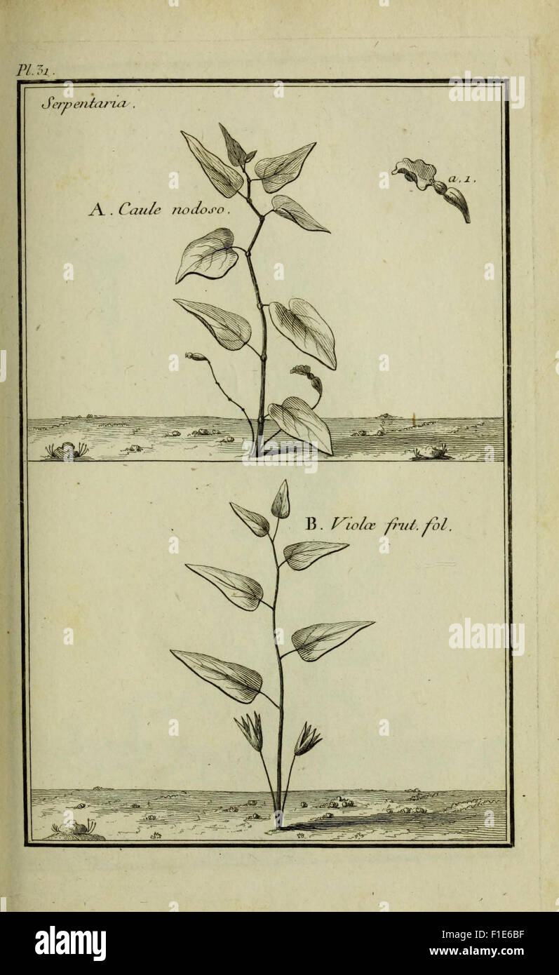 This 19th-century work describes the virtues and uses of 719 plants ...