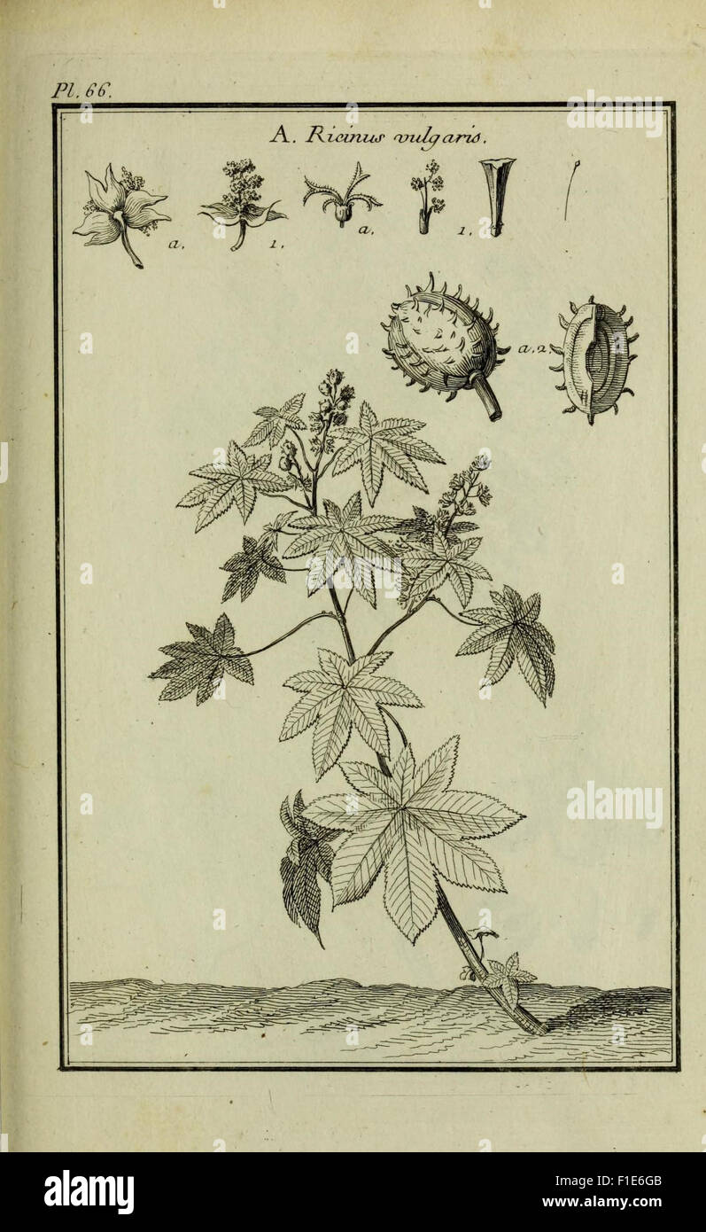 A detailed botanical reference discussing the characteristics ...